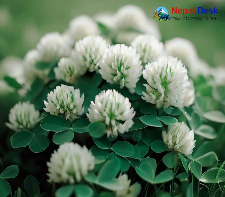 White Clover | Nepal Desk